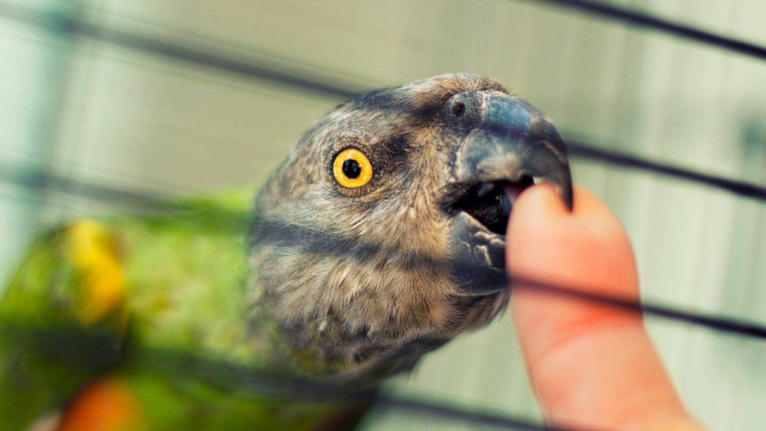 Stochastic Parrots Day: i ricercatori celebrano il documento che ...